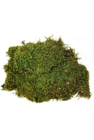Hediye Vitrini Doğal Kara Yosunu 1.kalite Terraryum Minyatür Bahçe ve Aranjmanlar Için Uygun 30 cm Hediye Vitrini Doğal Kara Yosunu 1.kalite Terraryum Minyatür Bahçe ve Aranjmanlar Için Uygun 30 cm