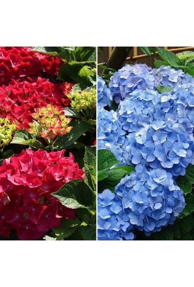 Renk Sepeti Kırmızı Sıcak Ortanca ve Mavi Ortanca