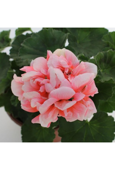 Renk Sepeti Yavruağzı Sardunya Pelargonium Zonale