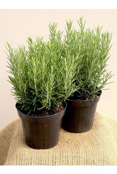 Fidan&Peyzaj Fidan & Peyzaj Biberiye