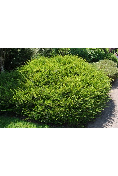 Fidan&Peyzaj Fidan & Peyzaj Bodur Hanımeli Lonicera Nitida