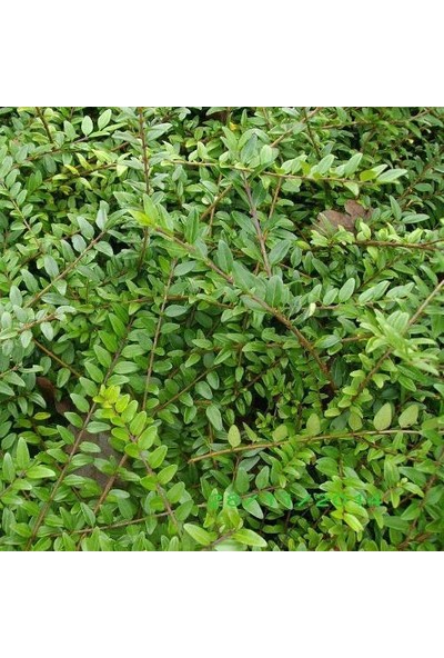 Fidan&Peyzaj Fidan & Peyzaj Yayılıcı Hanımeli Lonicera Pileata