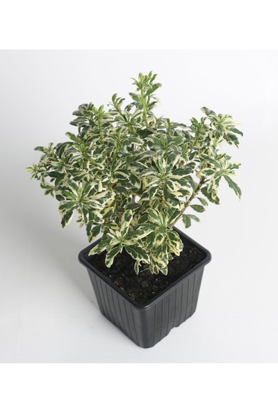 Fidan&Peyzaj Fidan Peyzaj Alaca Yapraklı Yıldız Pitos Pittosporum Heterophyllum Variegatum