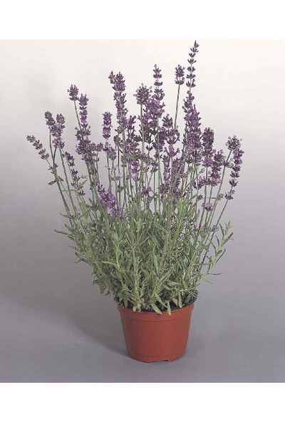 Fidan&Peyzaj Fidan & Peyzaj Lavanta Lavandula Angustifolia Fidan&Peyzaj Fidan & Peyzaj Lavanta Lavandula Angustifolia