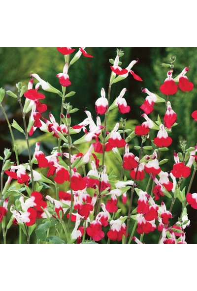 Fidan&Peyzaj Fidan & Peyzaj Süs Adaçayı Salvia Hotlips Fidan&Peyzaj Fidan & Peyzaj Süs Adaçayı Salvia Hotlips