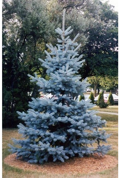 Fidan&Peyzaj Fidan & Peyzaj Mavi Ladin Fidanı (Yerli / Tohumdan Yetiştirme) (Picea Pungens) Fidan&Peyzaj Fidan & Peyzaj Mavi Ladin Fidanı (Yerli / Tohumdan Yetiştirme) (Picea Pungens)