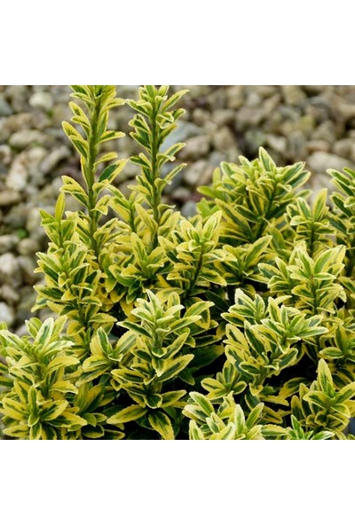 Fidan&Peyzaj Fidan & Peyzaj Çıtır Taflan Euonymus Microphyllus