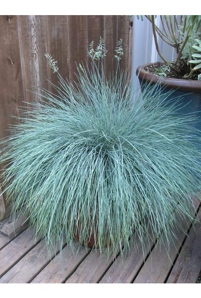 Fidan&Peyzaj Fidan & Peyzaj Mavi Çim Mavi Yumak Festuca Glauca Fidan&Peyzaj Fidan & Peyzaj Mavi Çim Mavi Yumak Festuca Glauca