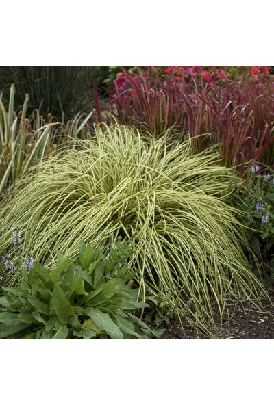 Fidan&Peyzaj Fidan & Peyzaj Karex Altın Saz Karex Oshiomensis Ever Gold Fidan&Peyzaj Fidan & Peyzaj Karex Altın Saz Karex Oshiomensis Ever Gold