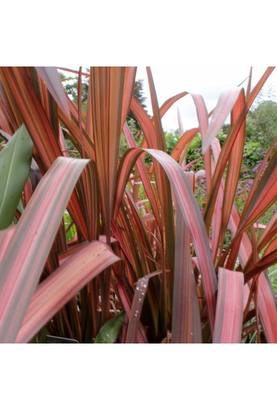 Fidan&Peyzaj Fidan & Peyzaj Kızıl Formiyum Yeni Zelanda Keteni Phormium Rainbow Queen Fidan&Peyzaj Fidan & Peyzaj Kızıl Formiyum Yeni Zelanda Keteni Phormium Rainbow Queen