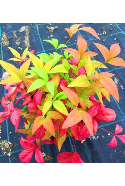 Fidan&Peyzaj Fidan & Peyzaj Cennet Bambusu Nandina Domestica Fidan&Peyzaj Fidan & Peyzaj Cennet Bambusu Nandina Domestica