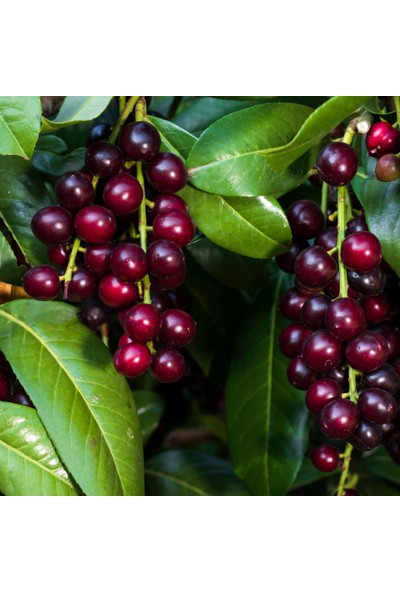 Fidan&Peyzaj Fidan & Peyzaj Karayemiş Taflan Laz Kirazı Laz Yemişi Laz Üzümü Gürcü Kiraz Tanal Tçkoo Prunus Laurocerasus Fidan&Peyzaj Fidan & Peyzaj Karayemiş Taflan Laz Kirazı Laz Yemişi Laz Üzümü Gürcü Kiraz Tanal Tçkoo Prunus Laurocerasus