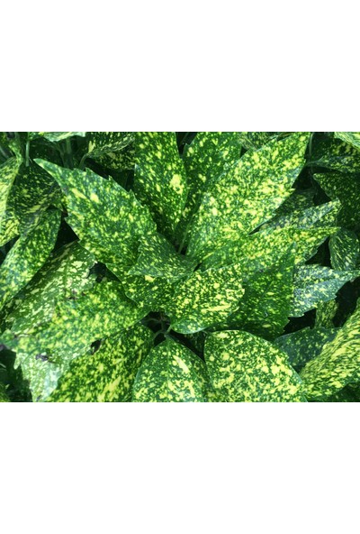 Fidan&Peyzaj Fidan & Peyzaj Japon Defnesi Akuba Acuba Acuba Japonica