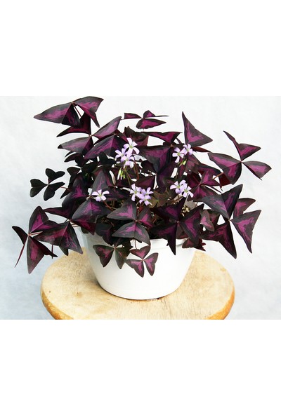 Fidanistanbul Oxalis Triangularis Purple Süs Yoncası, Uyku Çiçeği Soğanı Paketli, 5 Adetli