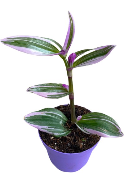 Bitki Fidanım Tradescantia Nanouk Pembe Telgraf Çiçeği Bitki Fidanım Tradescantia Nanouk Pembe Telgraf Çiçeği