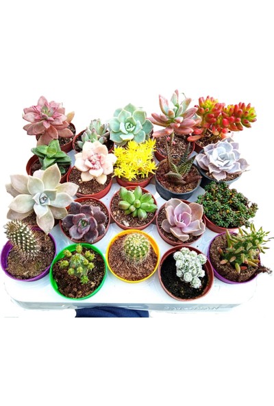 Sukulent 20'li Sukulent Kaktüs Seti