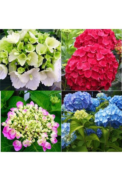 Fidancıyız Saksıda Karışık Renklerde Ortanca Fidanı-4 Adet Fidancıyız Saksıda Karışık Renklerde Ortanca Fidanı-4 Adet