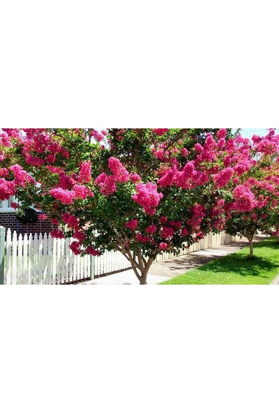 Enfidan Oya Ağacı – Pembe Renkli 1 Metre ve Üzeri Enfidan Oya Ağacı – Pembe Renkli 1 Metre ve Üzeri