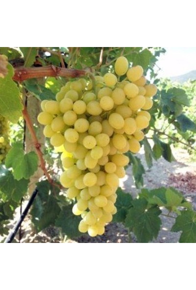 Fidan Sepetim 4 Yaş Sultani Üzüm Fidanı