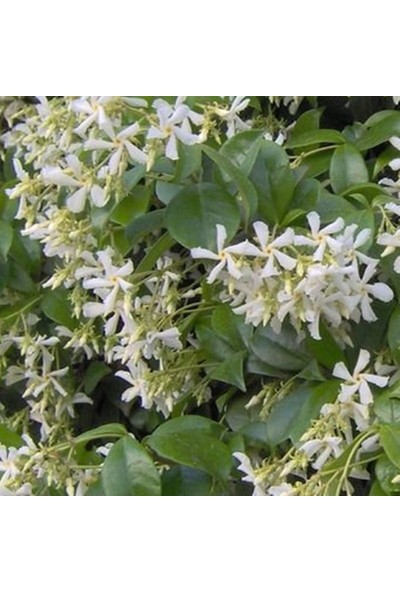 Fidan Sepetim 2 Yaş Arap Yasemini Fidanı