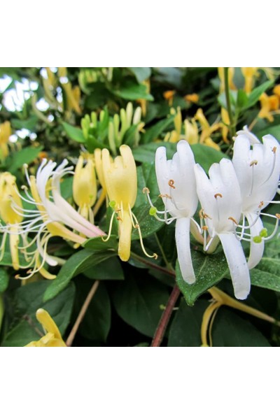 Fidan Sepetim 2 Yaş Hanımeli Fidanı