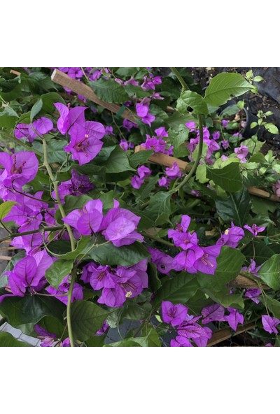 Fidan Sepetim Ada Begonvili Fidanı