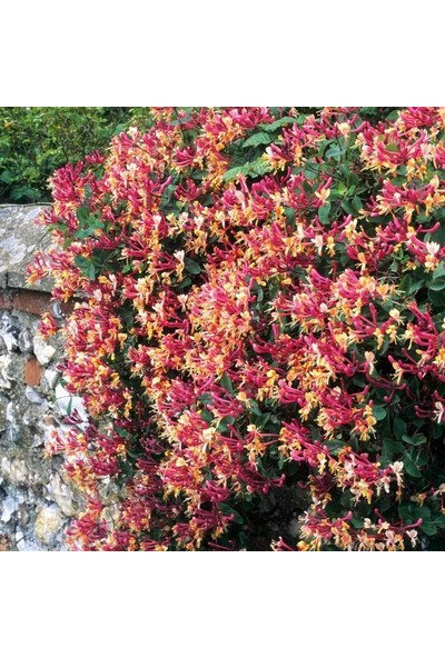 Fidan Avm Hanımeli Sarmaşığı Kırmızı Çiçekli Kokulu Dev Boy (Lonicera Caprifolium) 150+CM, Saksıda