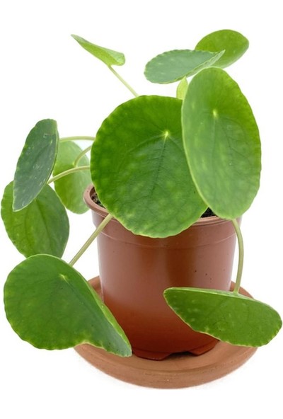 Nadir Kaktüs Pilea Peperomioides Çin Para Bitkisi Büyük Boy Xl Nadir Kaktüs Pilea Peperomioides Çin Para Bitkisi Büyük Boy Xl