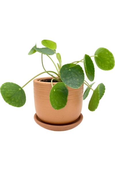 Nadir Kaktüs Pilea Peperomioides Çin Para Bitkisi Büyük Boy Xl Nadir Kaktüs Pilea Peperomioides Çin Para Bitkisi Büyük Boy Xl