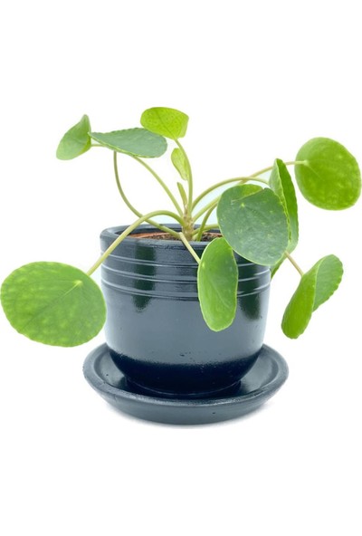 Nadir Kaktüs Pilea Peperomioides Çin Para Bitkisi Büyük Boy Xl Nadir Kaktüs Pilea Peperomioides Çin Para Bitkisi Büyük Boy Xl