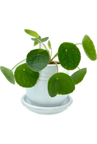 Nadir Kaktüs Pilea Peperomioides Çin Para Bitkisi Büyük Boy Xl Nadir Kaktüs Pilea Peperomioides Çin Para Bitkisi Büyük Boy Xl