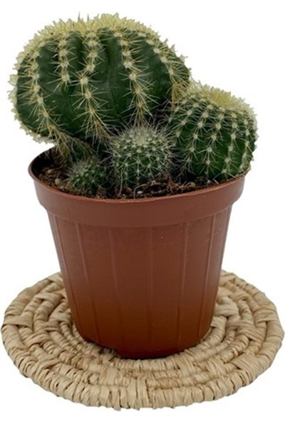 Nadir Kaktüs Notocactus Magnificus Kaktüs Saksı Çapı 5.5cm