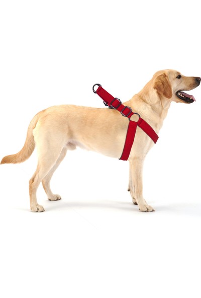 Evene Köpek Tasması Köpek Gögüs Boyun Ayarlanabilir Fonksiyonel Evcil Hayvan Tasma