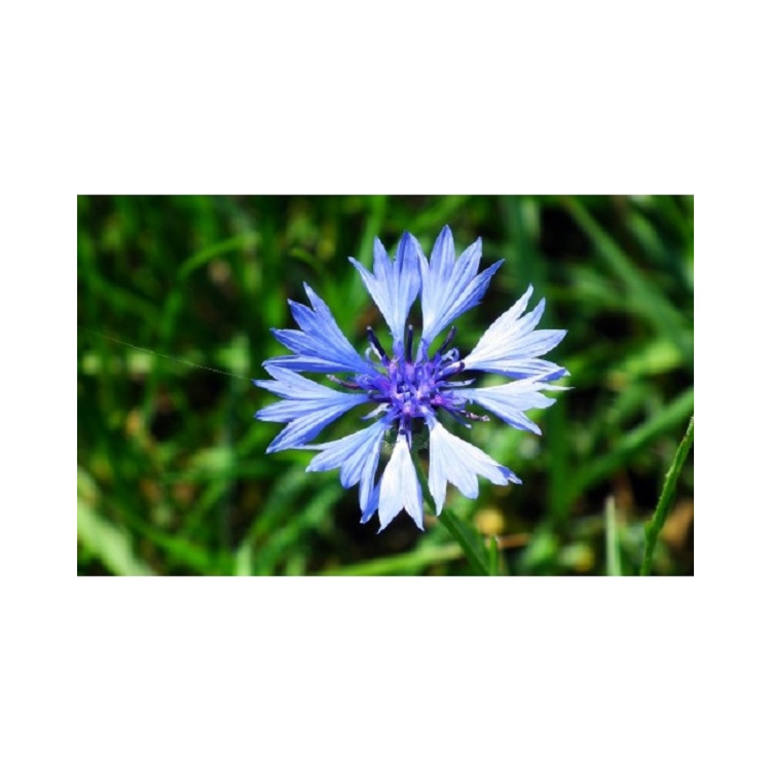 Fide Vadisi Mavi Kantaron Çiçek Tohumu - Centaurea Cyanus ~ Fiyatı