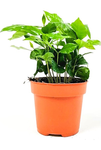 Fidan Burada Coffea Arabiaca Kahve Ağacı 30 cm