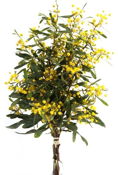 Çiçek Antalya Mimoza Çiçeği Demeti Canlı 40 cm 4 Dal