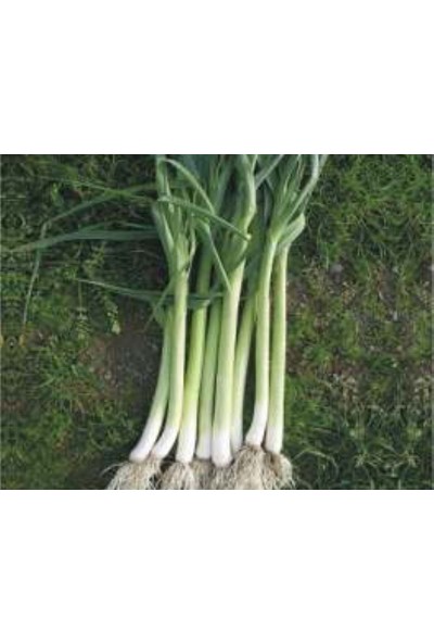 Akgen Pırasa Uzunbilek Tohumu Aksel 10 gr