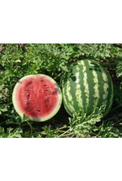 Akgen Karpuz Crimson Sweet Tohumu Aksel 10 gr