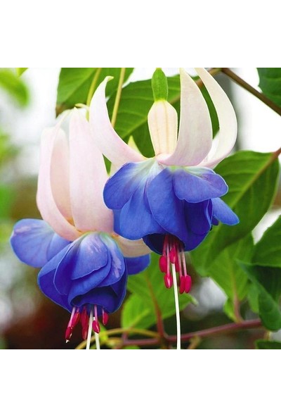 Murat Tohum Mavi Küpeli Çiçeği Tohumu Yer Küpeli Çiçeği 10 Adet Tohum