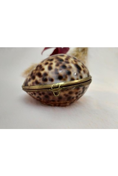 Hd Marketim Doğal Deniz Kabuklu Hediyelik Takı Kutusu Mücevherat Kutusu Hd Marketim Doğal Deniz Kabuklu Hediyelik Takı Kutusu Mücevherat Kutusu