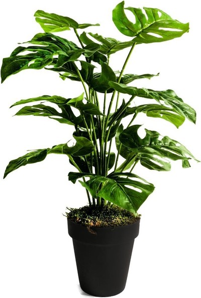 Nettenevime Yapay Ağaç Salon Bitkisi Monstera 70 cm 18 Yaprak Antrasit Saksıda Nettenevime Yapay Ağaç Salon Bitkisi Monstera 70 cm 18 Yaprak Antrasit Saksıda