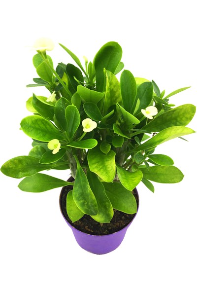 Levant Euphorbia Milii Dikenler Tacı Beyaz Çiçek Levant Euphorbia Milii Dikenler Tacı Beyaz Çiçek