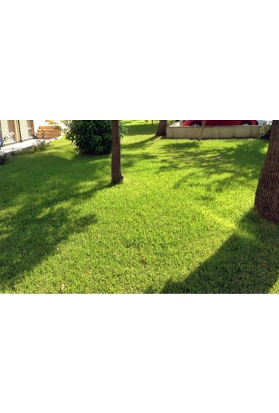 Agrobazaar Yarı Gölge Alanlar Için Gölge Çimi Tohumu 1 kg Agrobazaar Yarı Gölge Alanlar Için Gölge Çimi Tohumu 1 kg