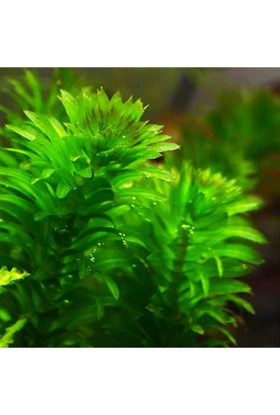 Akvaryum Bitkileri Eledoa Densa ( Egeria) Akvaryum Bitkisi,canlı Bitki 5 Dal - 30 cm Akvaryum Bitkileri Eledoa Densa ( Egeria) Akvaryum Bitkisi,canlı Bitki 5 Dal - 30 cm