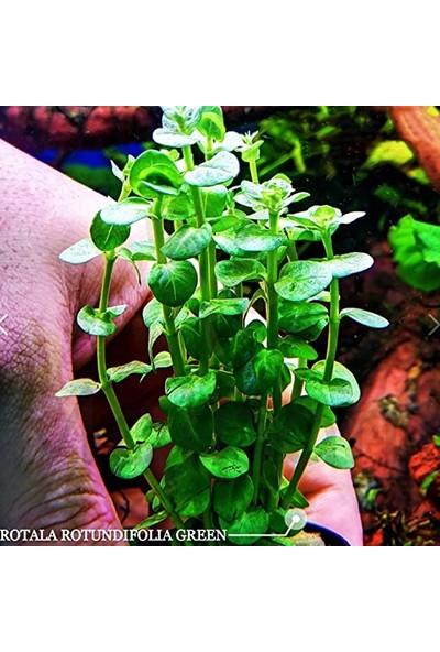 Akvaryum Bitkileri Rotala Rotindifolia Akvaryum Bitkileri Akvaryum Bitkileri Rotala Rotindifolia Akvaryum Bitkileri