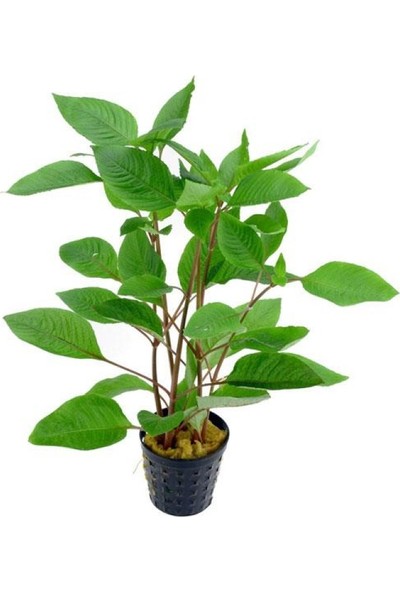 Akvaryum Bitkileri Nomaphila Stricta Limon Akvaryum Bitkisi,canlı Bitki 5 Dal Akvaryum Bitkileri Nomaphila Stricta Limon Akvaryum Bitkisi,canlı Bitki 5 Dal