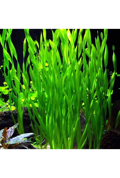 Akvaryum Bitkileri Dev Saz Vallisneria Akvaryum Bitkisi Akvaryum Bitkileri-1 Saksı Akvaryum Bitkileri Dev Saz Vallisneria Akvaryum Bitkisi Akvaryum Bitkileri-1 Saksı