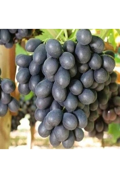 Fitaş Fidancılık Tüplü Antep Karası Üzüm Fidanı (Asma Bağ) - 2 Yaş
