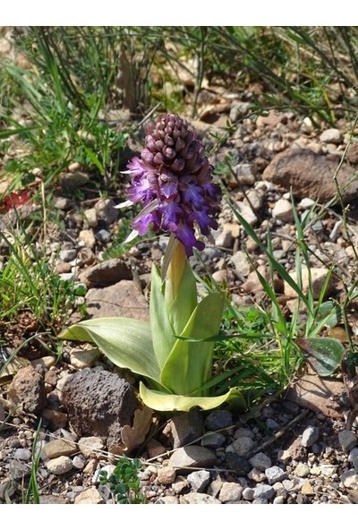 Jumbo Barlia Robertiana Salep Orkidesi Fidesi 50 Adet