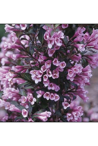 Vangelya Gelin Tacı Çiçeği Veigela Florida